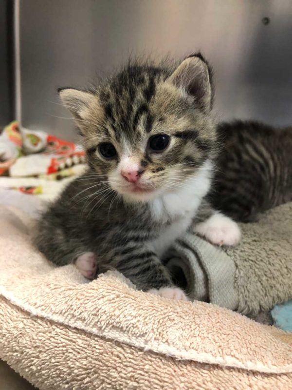 June is National Adopt a Shelter Cat Month – And Kitten Season ...