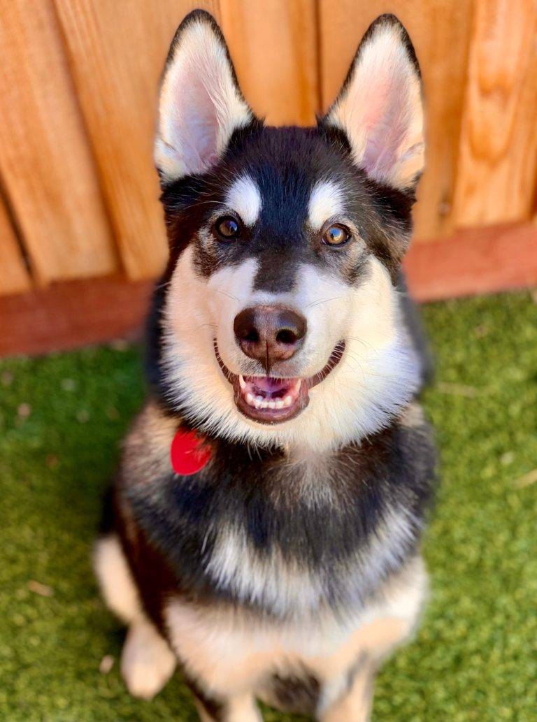 9 Reasons to Be Thankful for Pets - Greenhill Humane Society