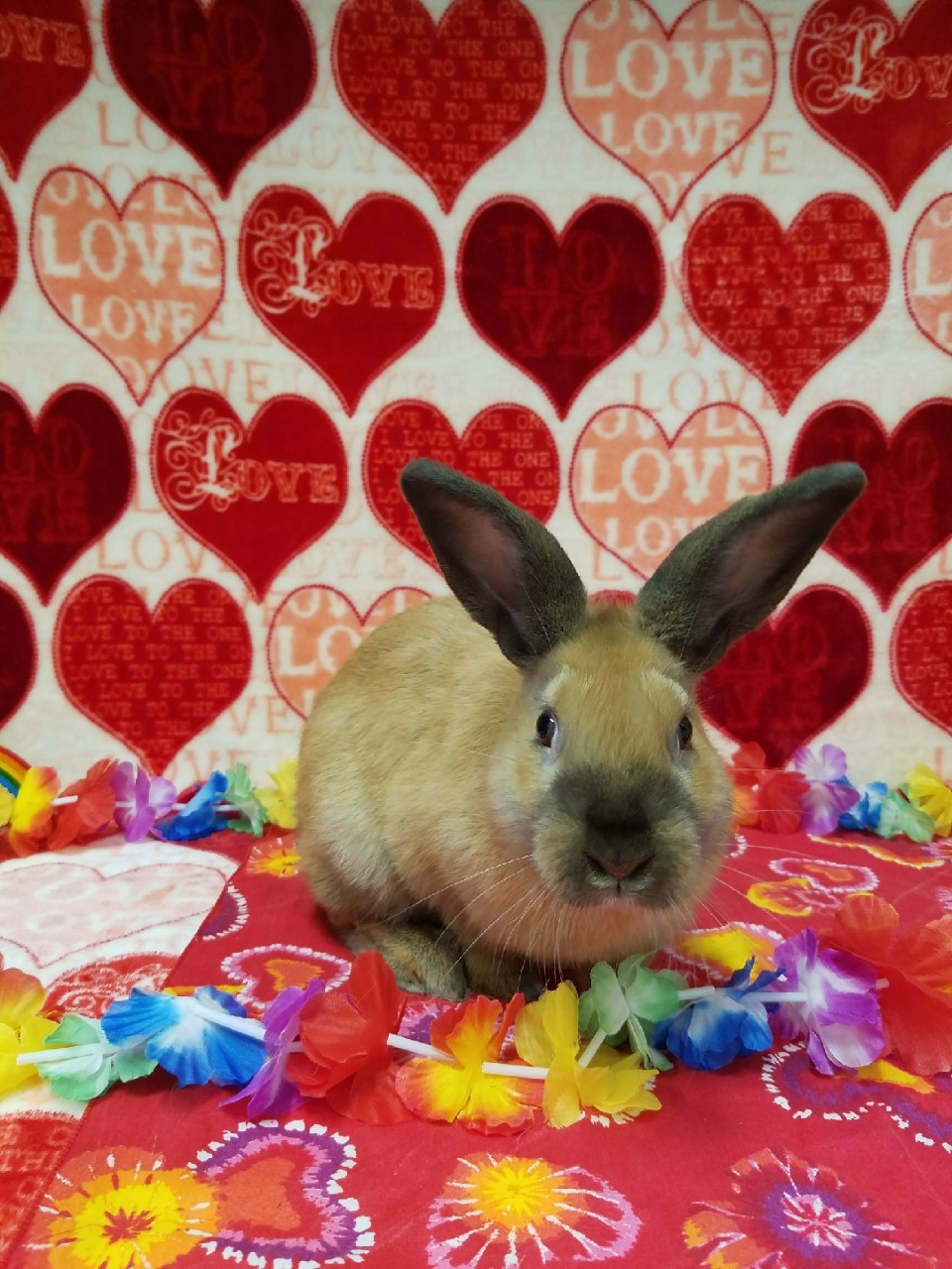 Adopt a Rescued Rabbit Month | Greenhill Humane Society