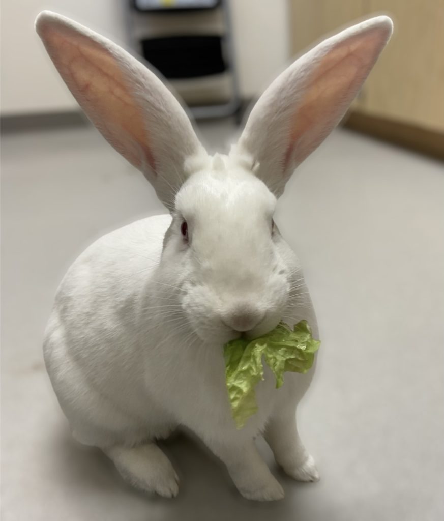 February is Adopt a Rescue Rabbit Month - Greenhill Humane Society