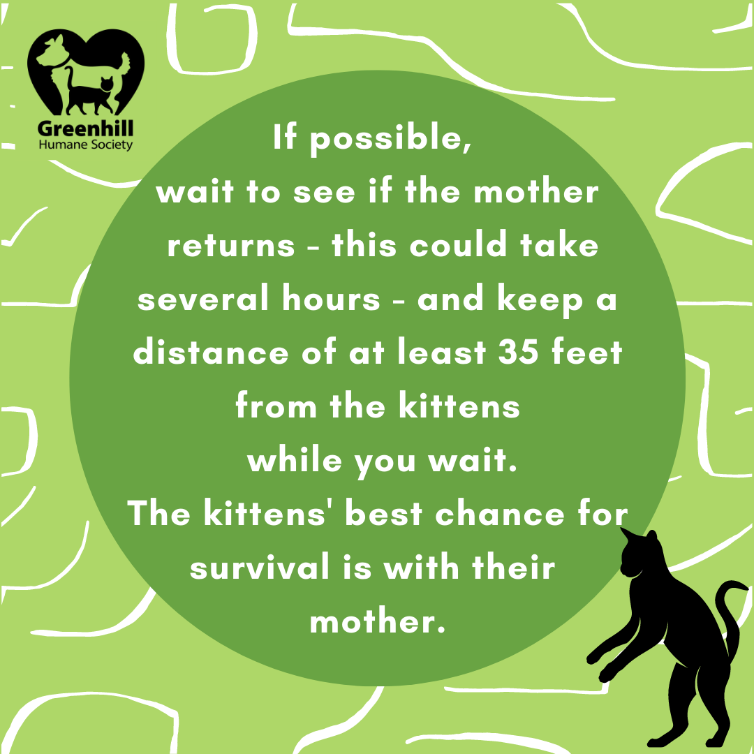 What To Do If You Find Kittens & How to Help - Greenhill Humane Society