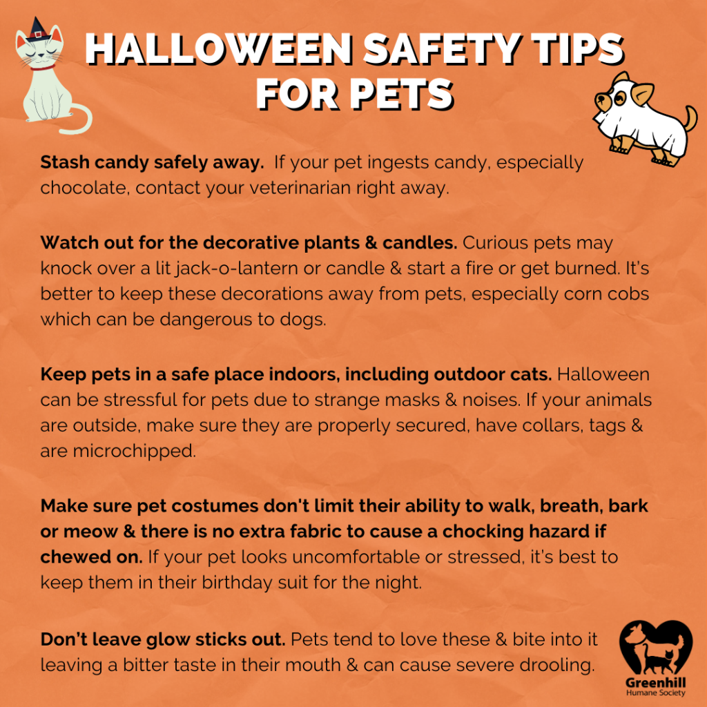 Halloween Safety Tips For Pets Greenhill Humane Society