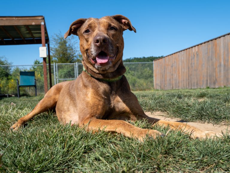 Dog Adoption Promotion ahead of Fourth of July Celebrations - Greenhill ...