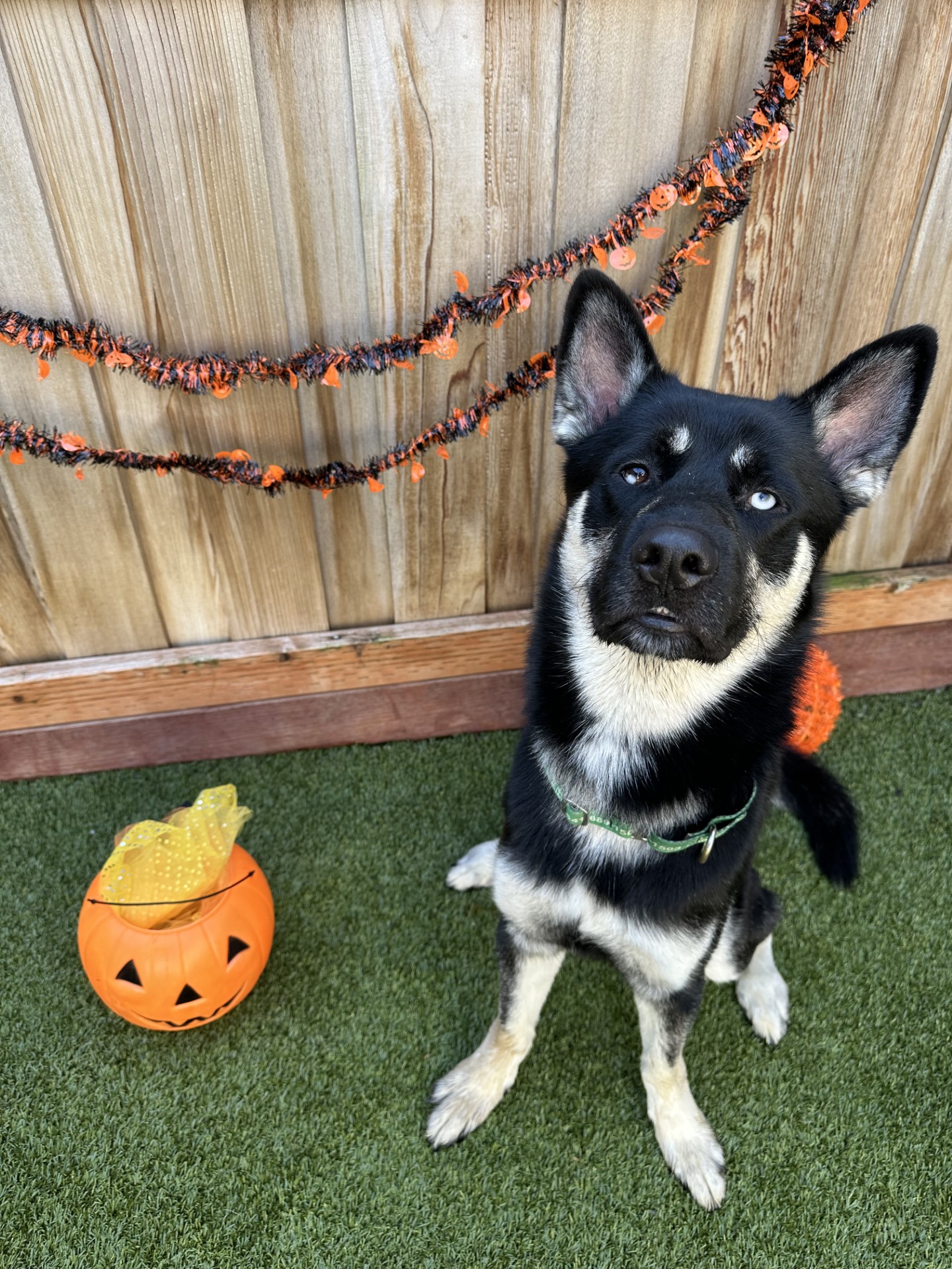 Halloween Safety Tips for Pets - Greenhill Humane Society