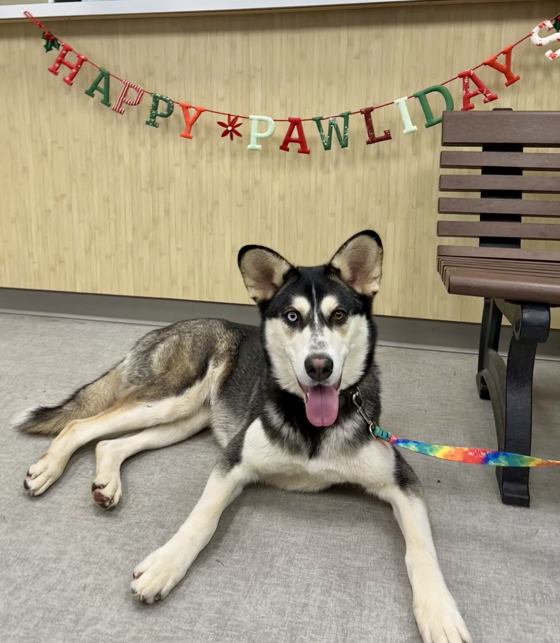 Cold Weather & Holiday Safety Tips for Pets - Greenhill Humane Society