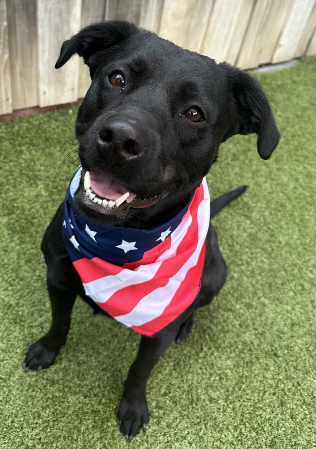Annual Dog Adoption Promotion to Kick Off Summer - Greenhill Humane Society