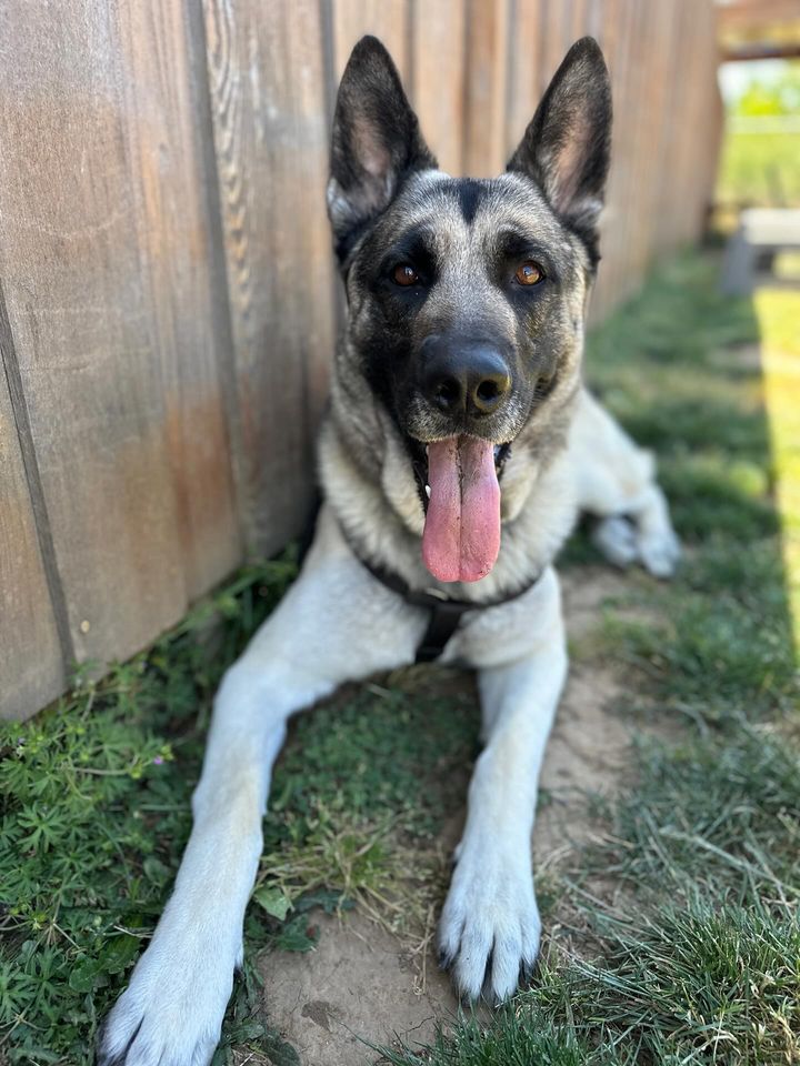 Hot Weather Tips to Keep Pets Safe this Summer - Greenhill Humane Society