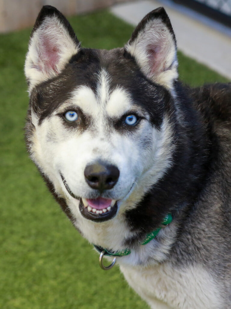 Adoption Event at Springfield Petco - Greenhill Humane Society