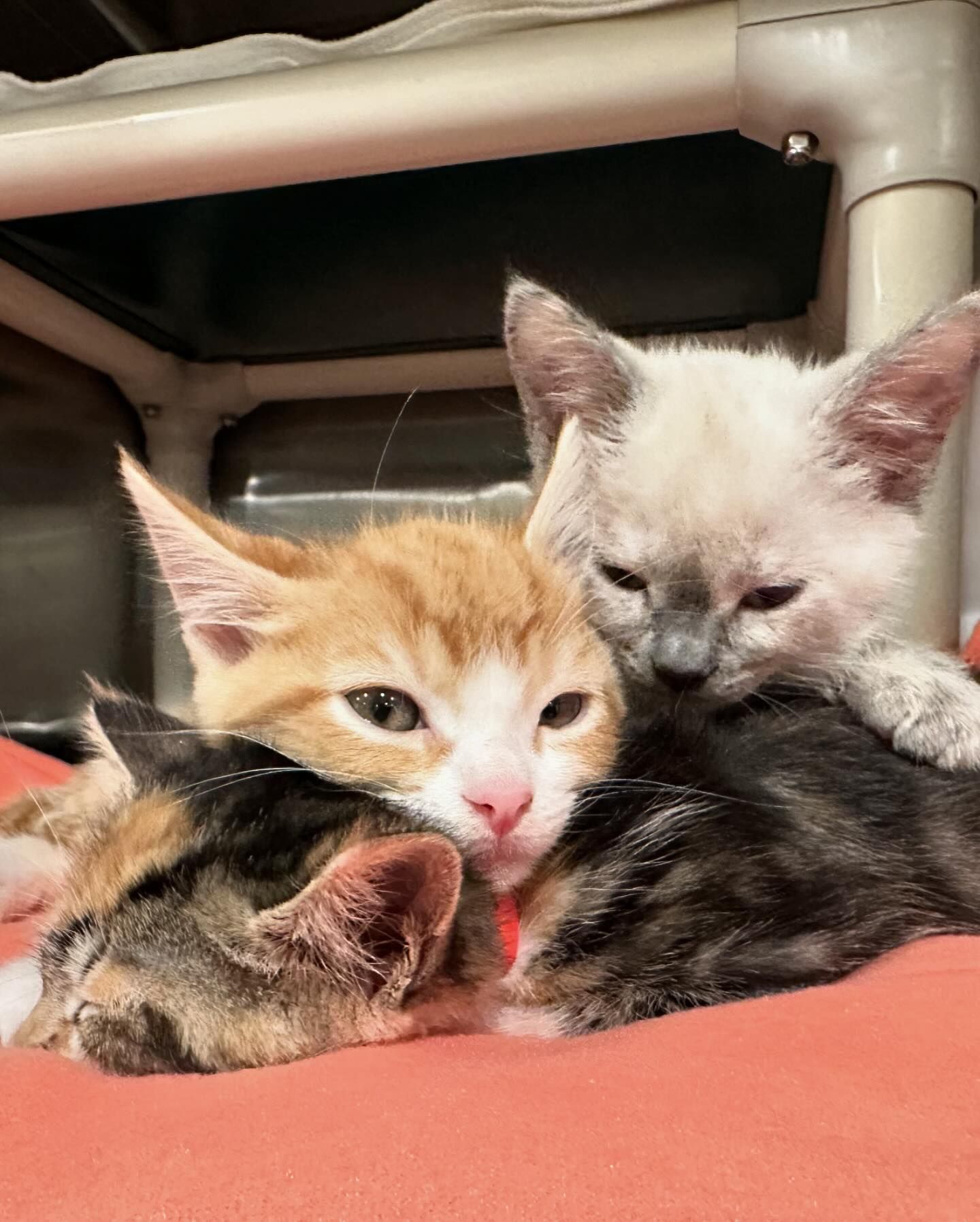 Greenhill’s Annual Kitten Shower Adoption Event and Supply Drive ...