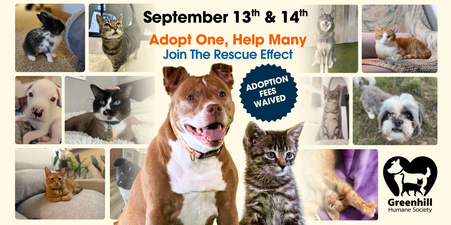 Greenhill Humane Society holds 2nd Rescue Effect Fee-waived Adoption Event - Greenhill Humane ...