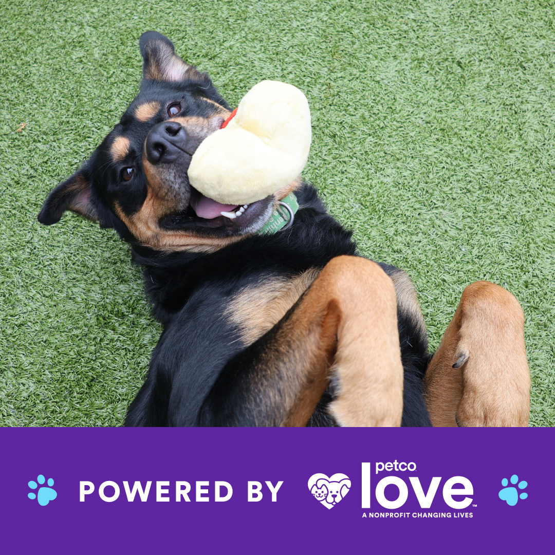 Greenhill and Petco Love help adoptable pets like Law - Greenhill ...