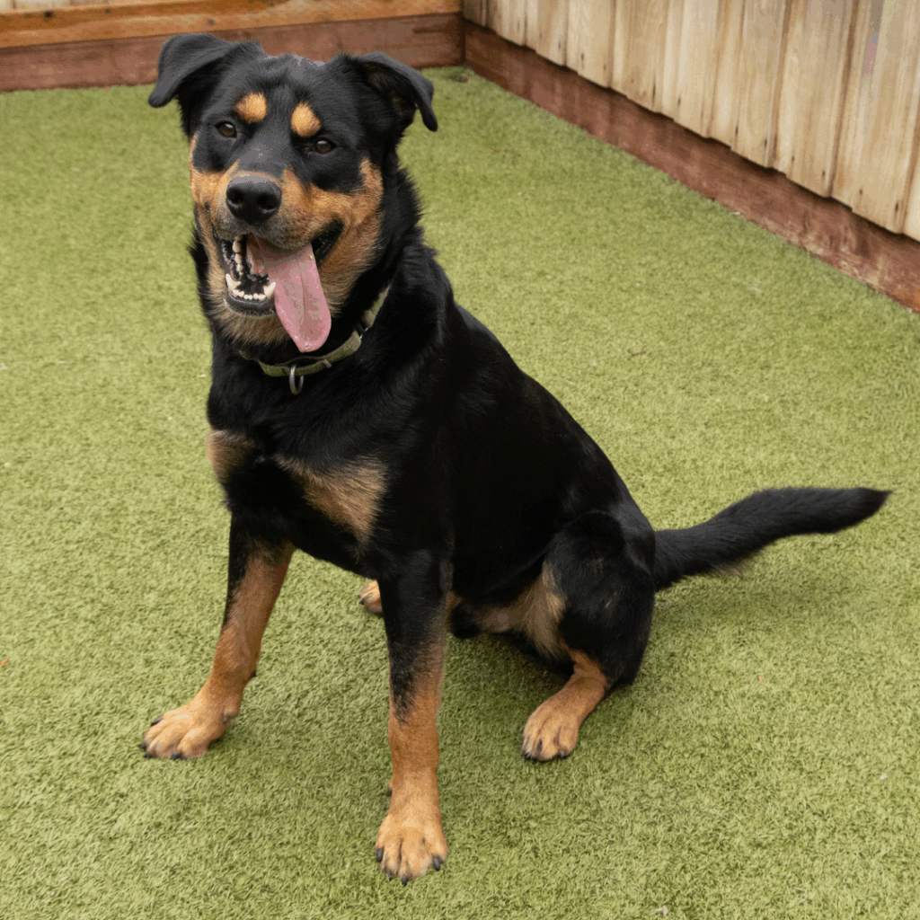 Greenhill and Petco Love help adoptable pets like Law - Greenhill ...