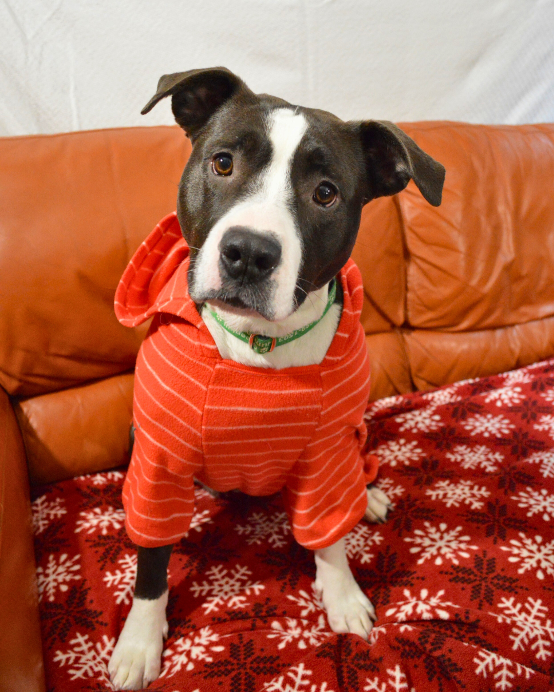Greenhill's Holiday Safety Tips for Pets - Greenhill Humane Society