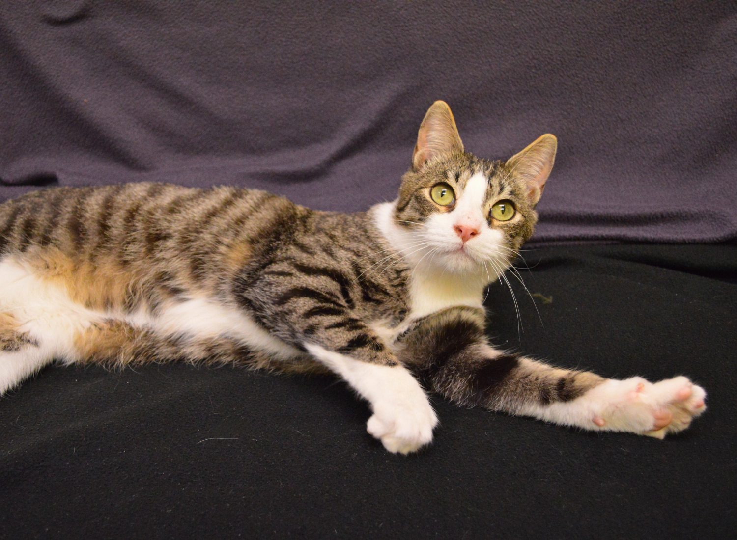 Marcola Cat Rescue Grows with 38 Cats in Total Rescued - Greenhill ...